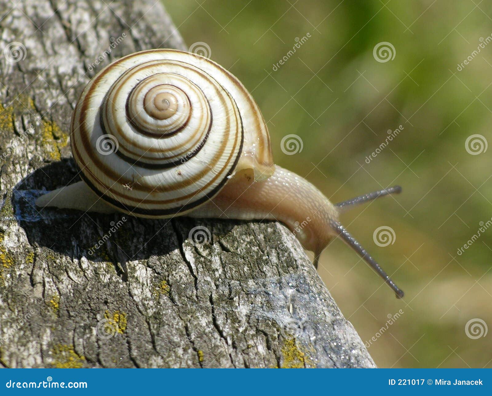 Lumaca Immagine. Immagine: 221017