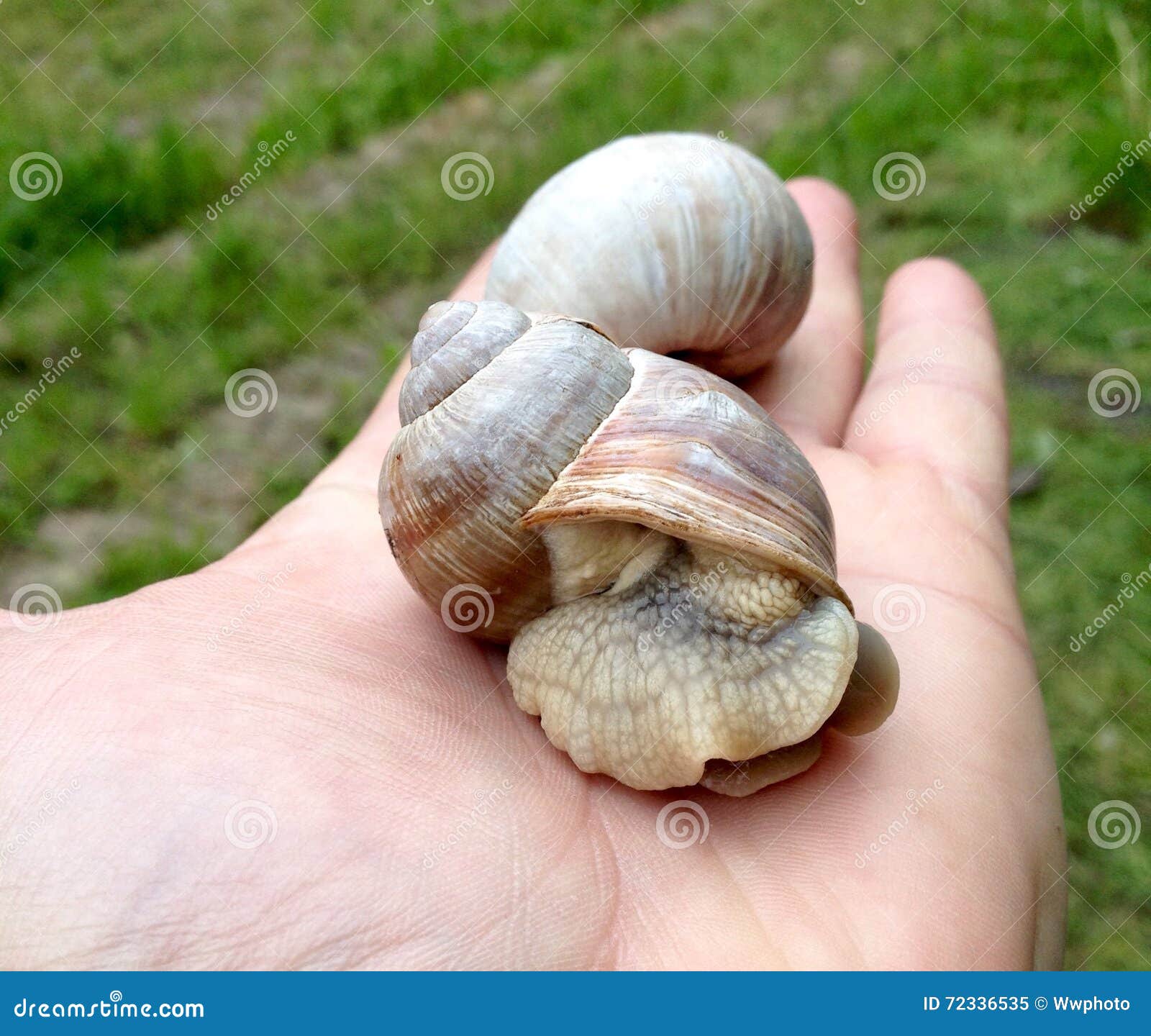 Lumaca immagine editoriale. Immagine di palma, colore - 72336535