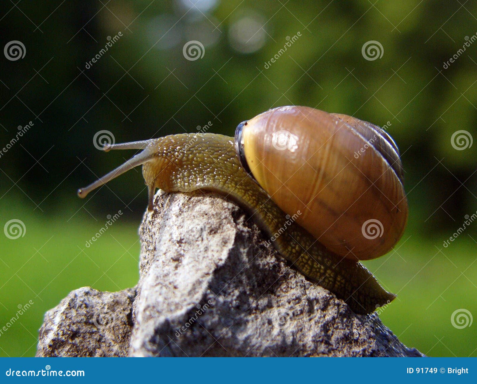 Lumaca immagine stock. Immagine di roccia, verde, alto, punta - 91749