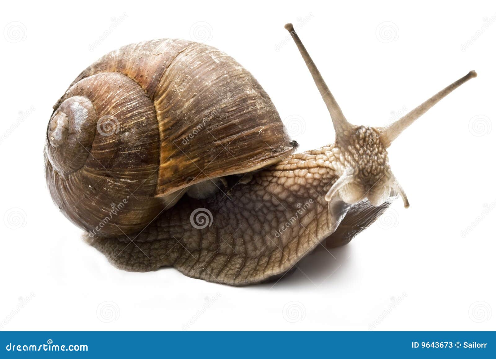 Lumaca immagine stock. Immagine di macro, molluschi, viscoso - 9643673