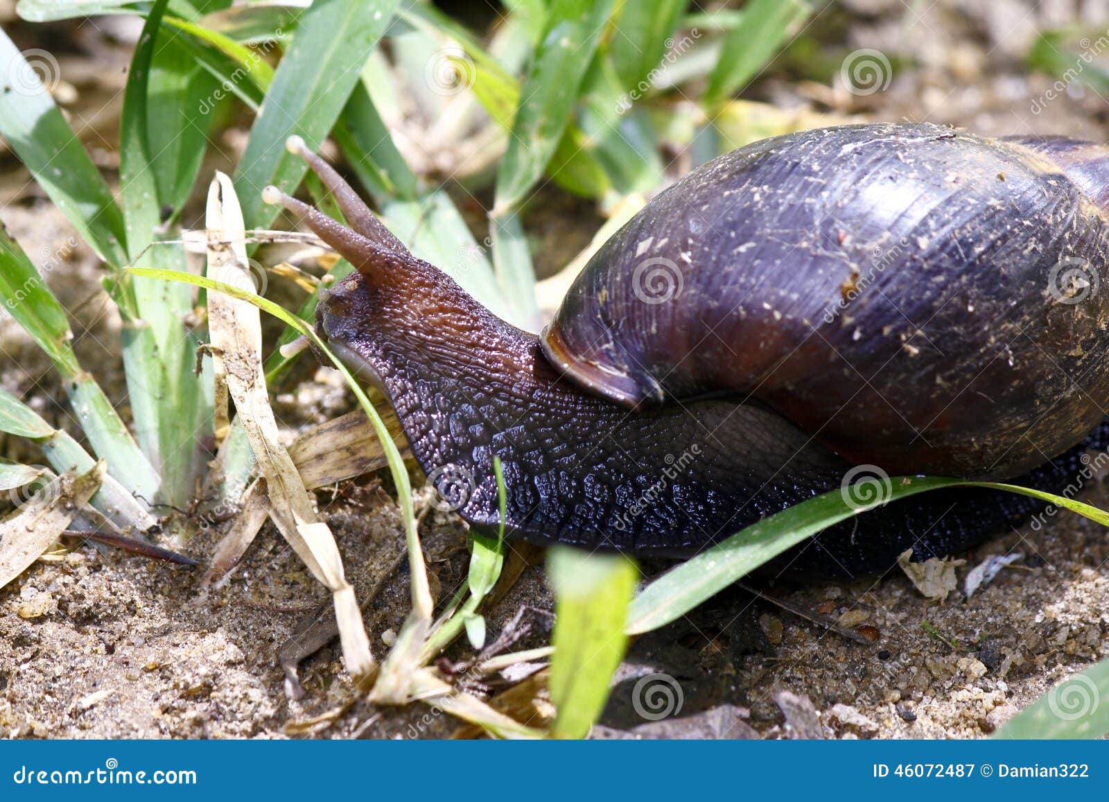 Lumaca Africana - Madagascar Immagine Stock - Immagine di gigante ...