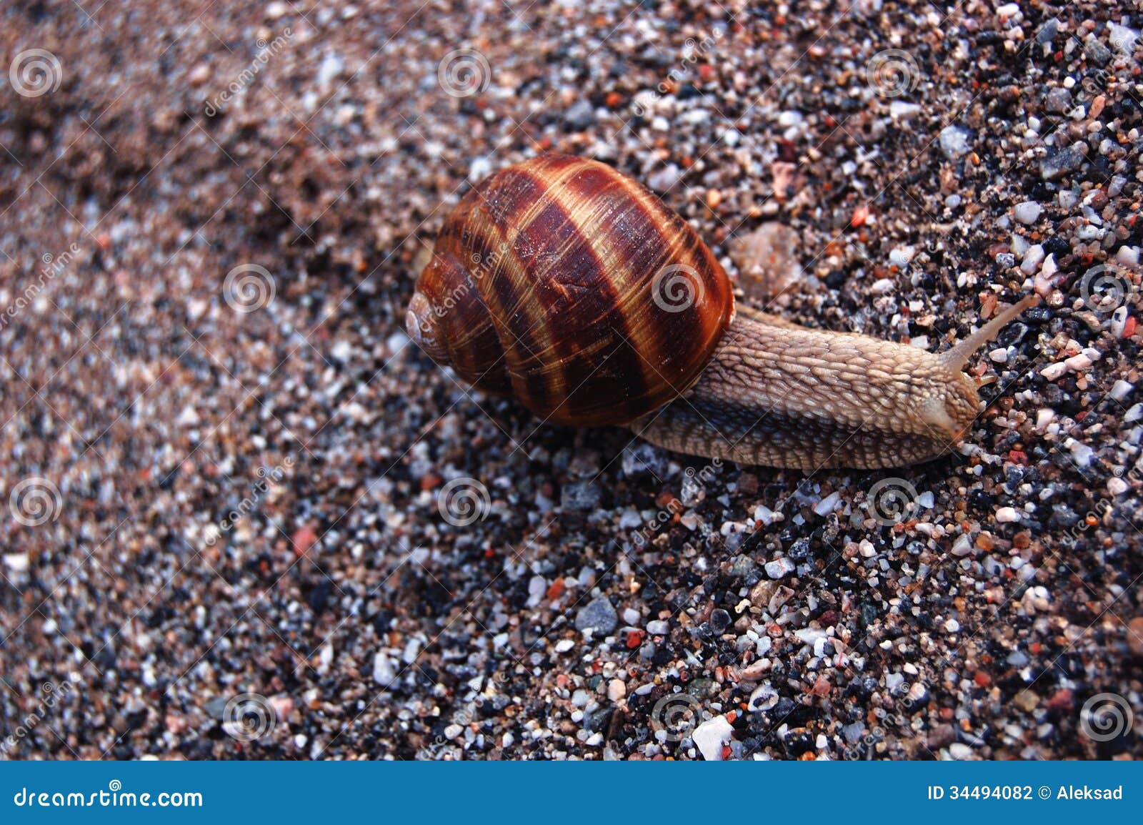 Lumaca. Animale e natura fotografia stock. Immagine di sicurezza - 34494082