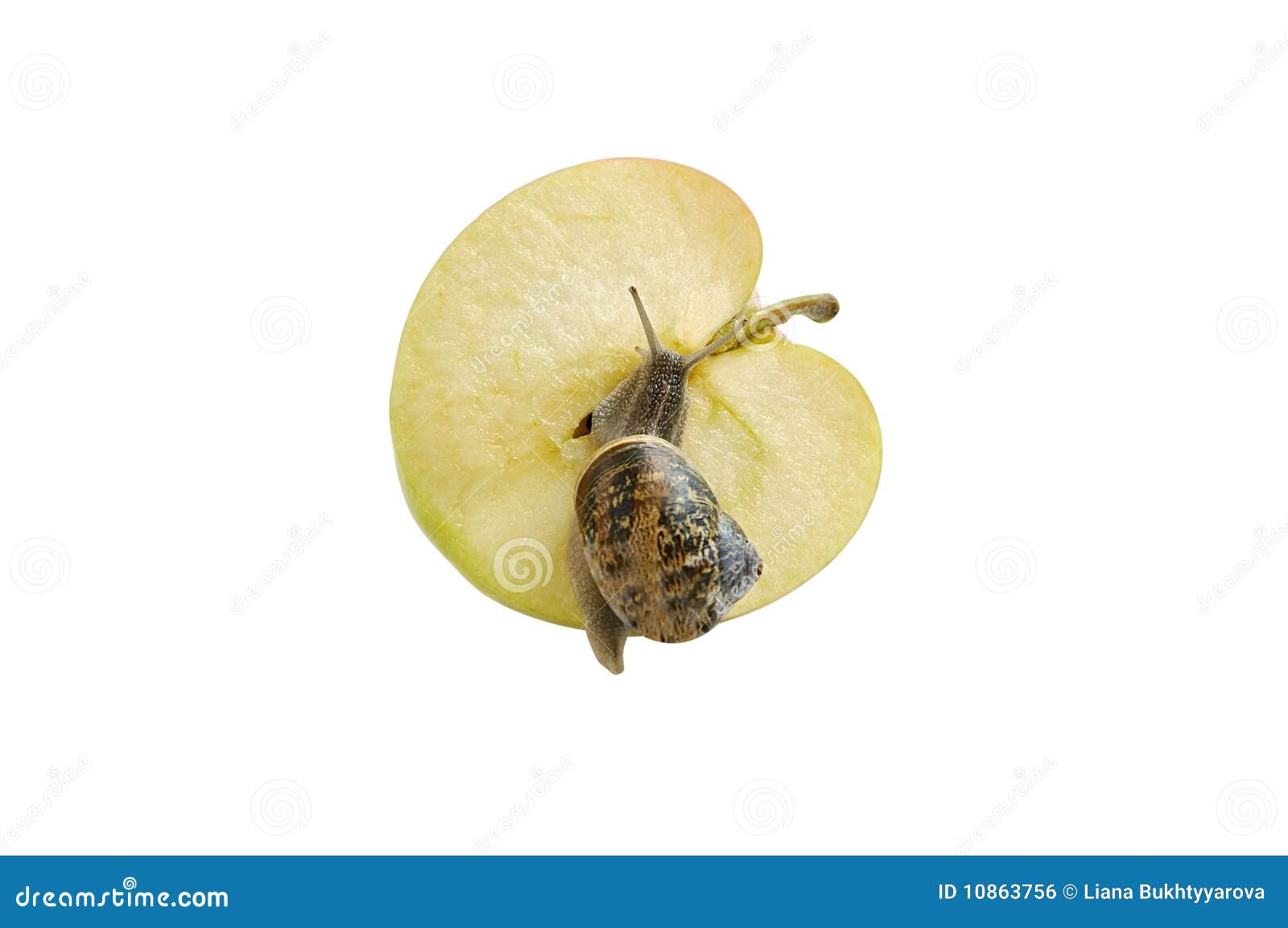 Lumaca Che Striscia Sulla Mela Tagliata. Fotografia Stock - Immagine di ...