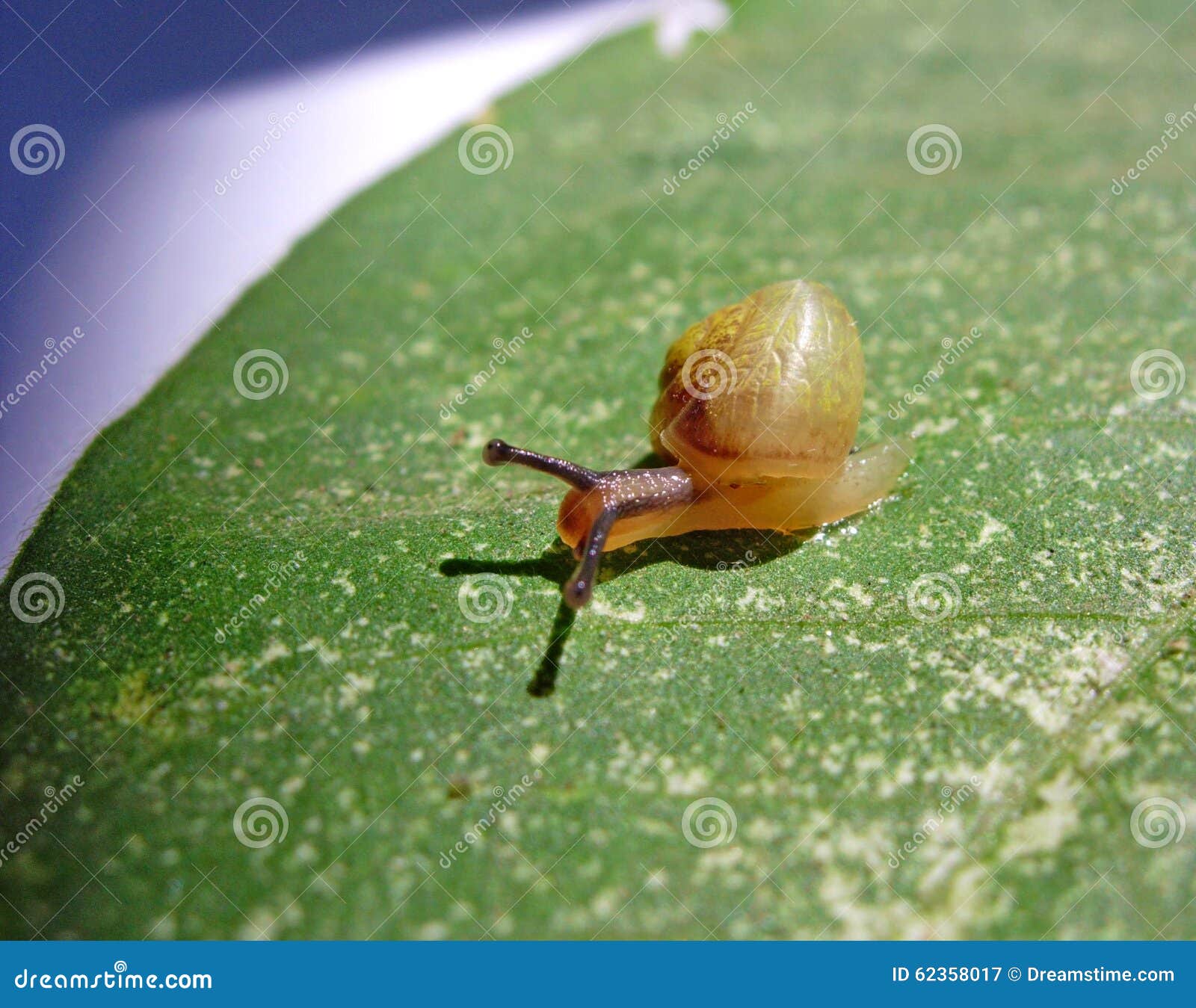 Lumaca Del Mollusco Della Lumaca Immagine Stock - Immagine di elica ...
