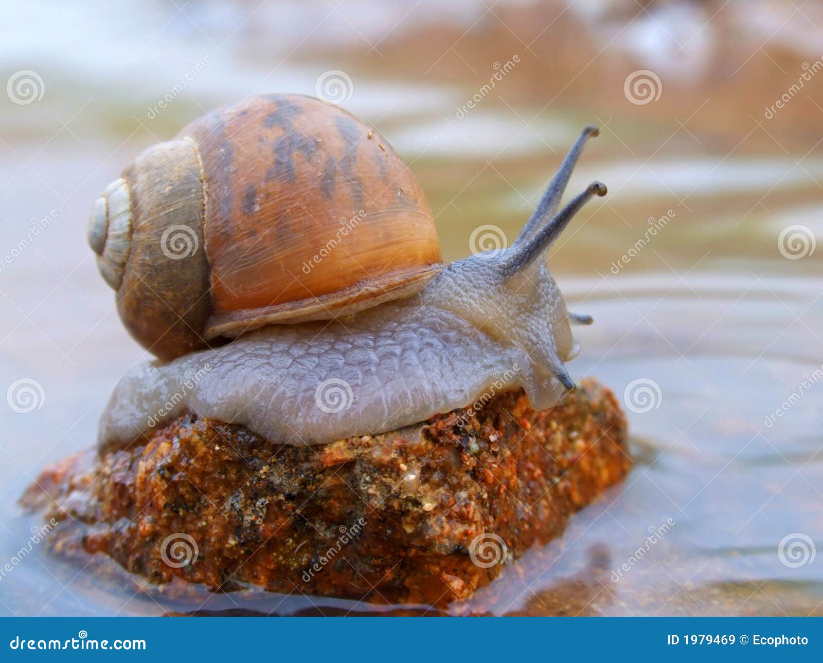 Lumaca di giardino immagine stock. Immagine di habitat - 1979469
