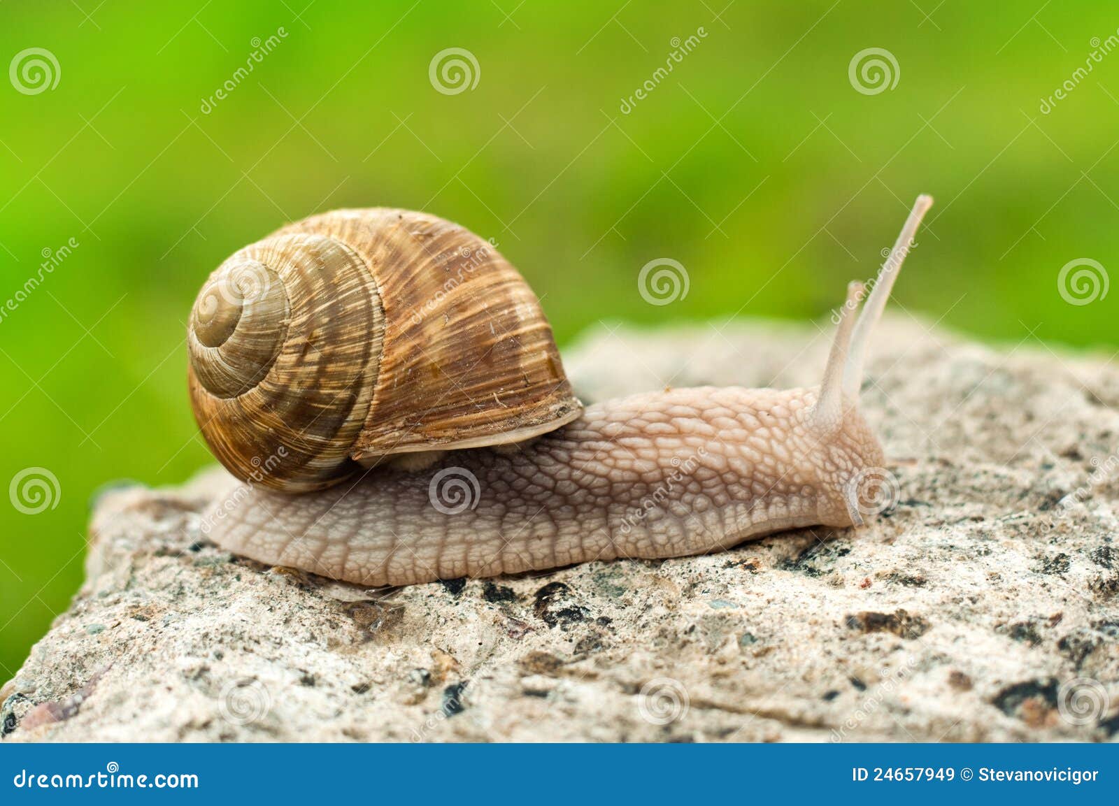 Lumaca di sbarco immagine stock. Immagine di lumaca, estate - 24657949