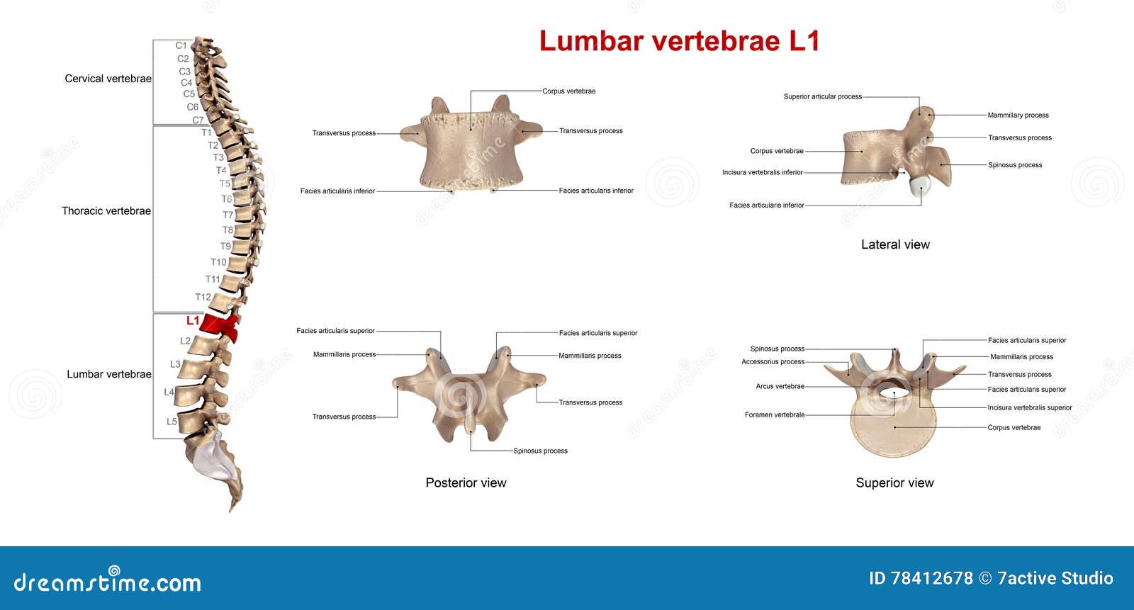 Lumbale Wirbel L1 stock abbildung. Illustration von blutplättchen ...