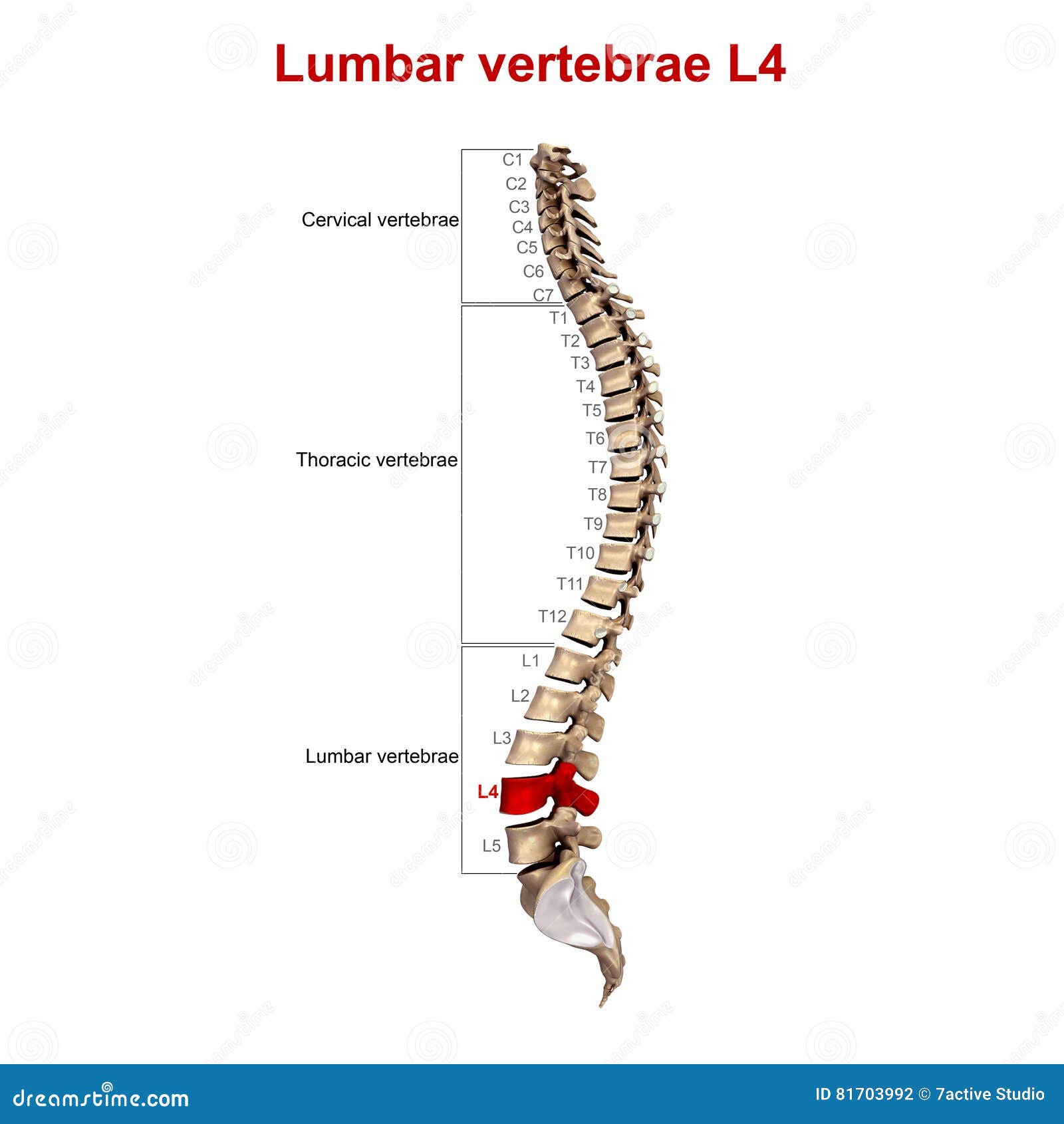Lumbale Wirbel L4 stock abbildung. Illustration von segmente - 81703992
