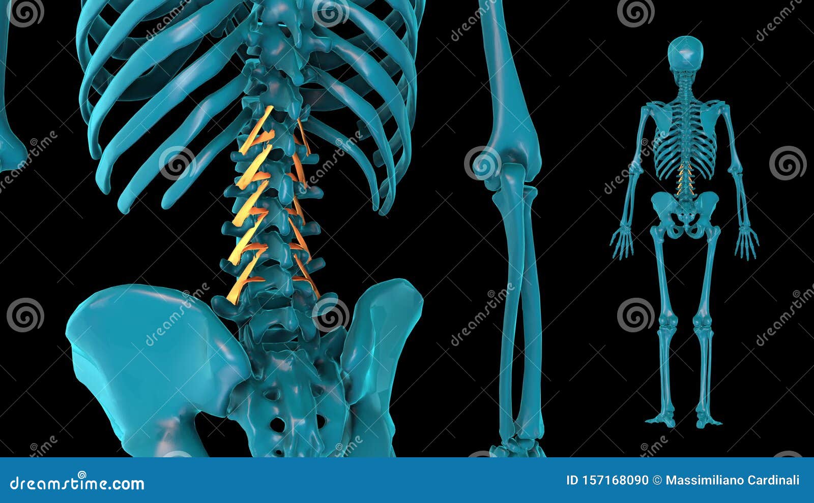 Lumbar rotator - 3D model stock footage. Video of biology - 157168090