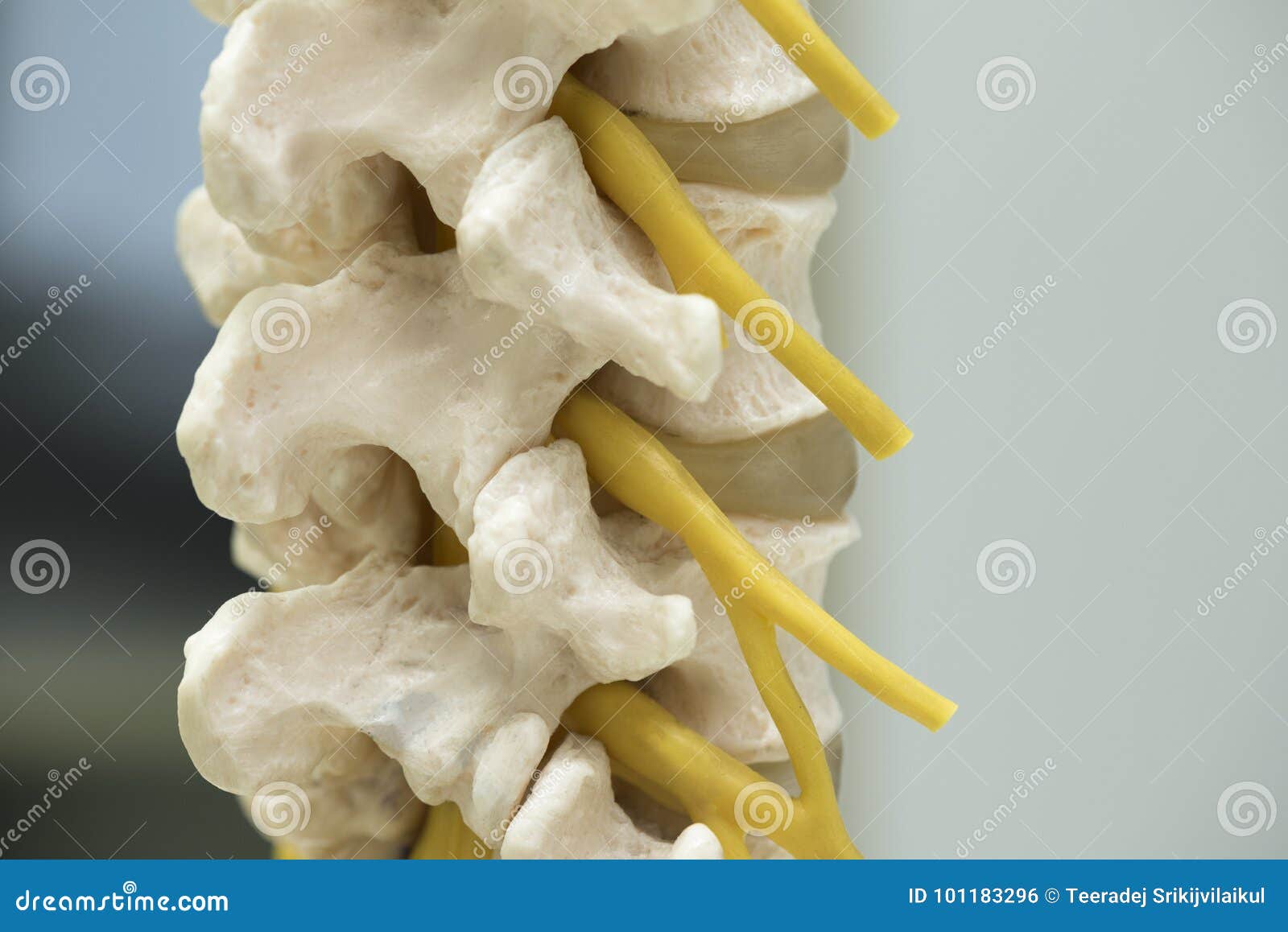 Lumbar Spine with Exiting Nerve Root Model Stock Photo - Image of ...