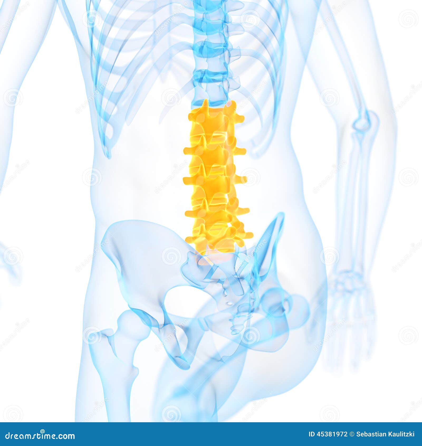 Labeled Lumbar Vertebrae