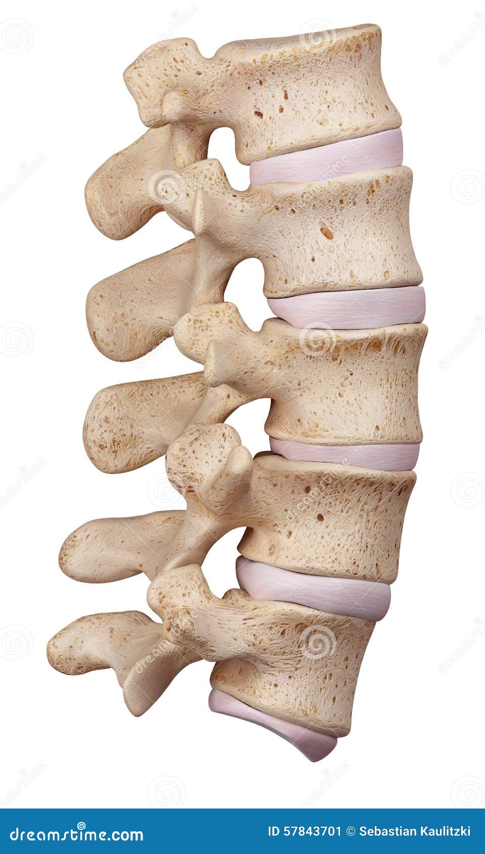 The lumbar spine stock illustration. Illustration of lumbar - 57843701