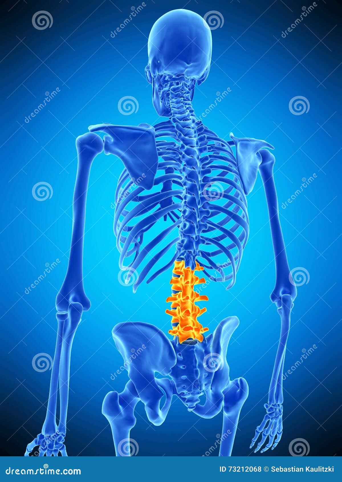 The Lumbar Spine Stock Illustration Illustration Of Skeleton 73212068