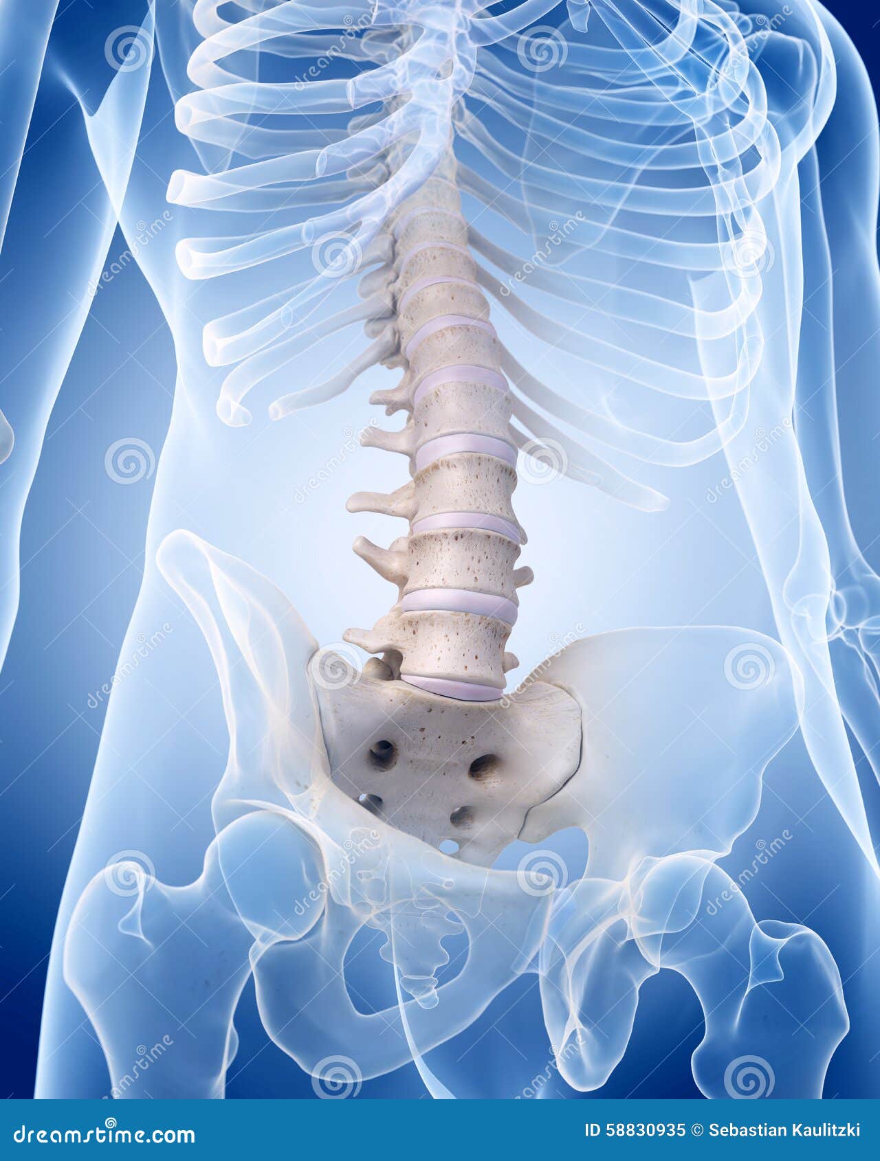 Lumbar Spine And Lumbar Vertebra, Labeled Anatomical Illustration ...