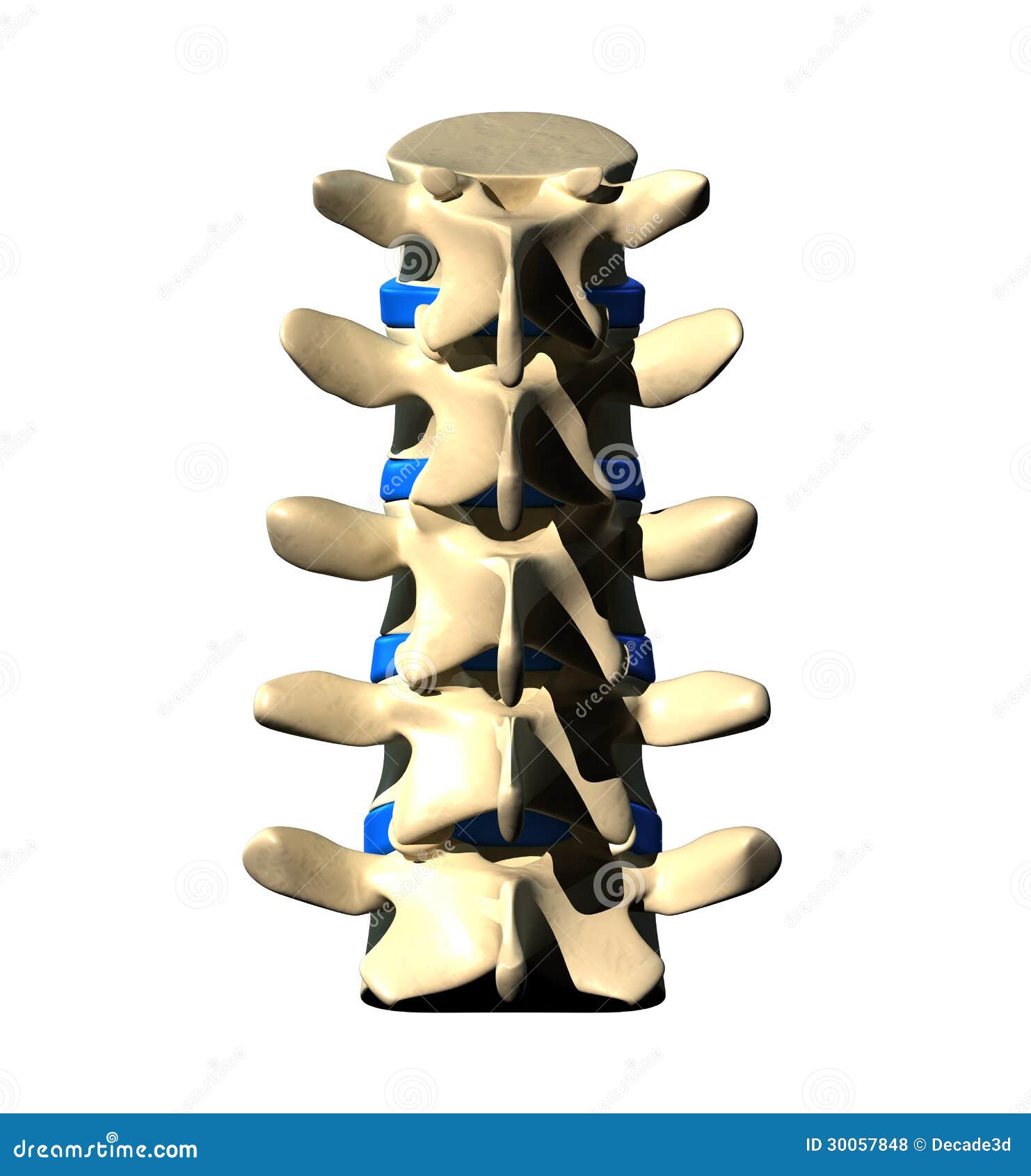Lumbar Spine - Posterior View Stock Illustration - Illustration of back ...
