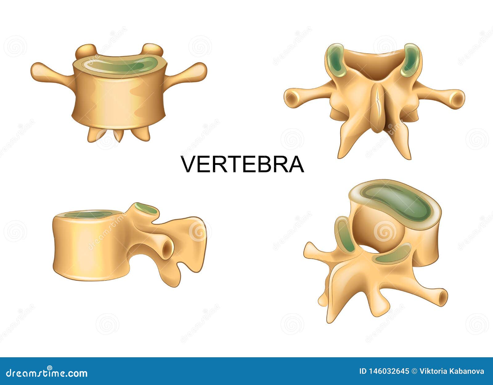 Lumbar Vertebra in Different Position Stock Vector - Illustration of ...