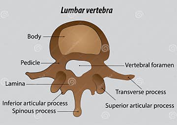 Lumbar Vertebra Labeled Vector Drawing Illustrations Stock Vector ...