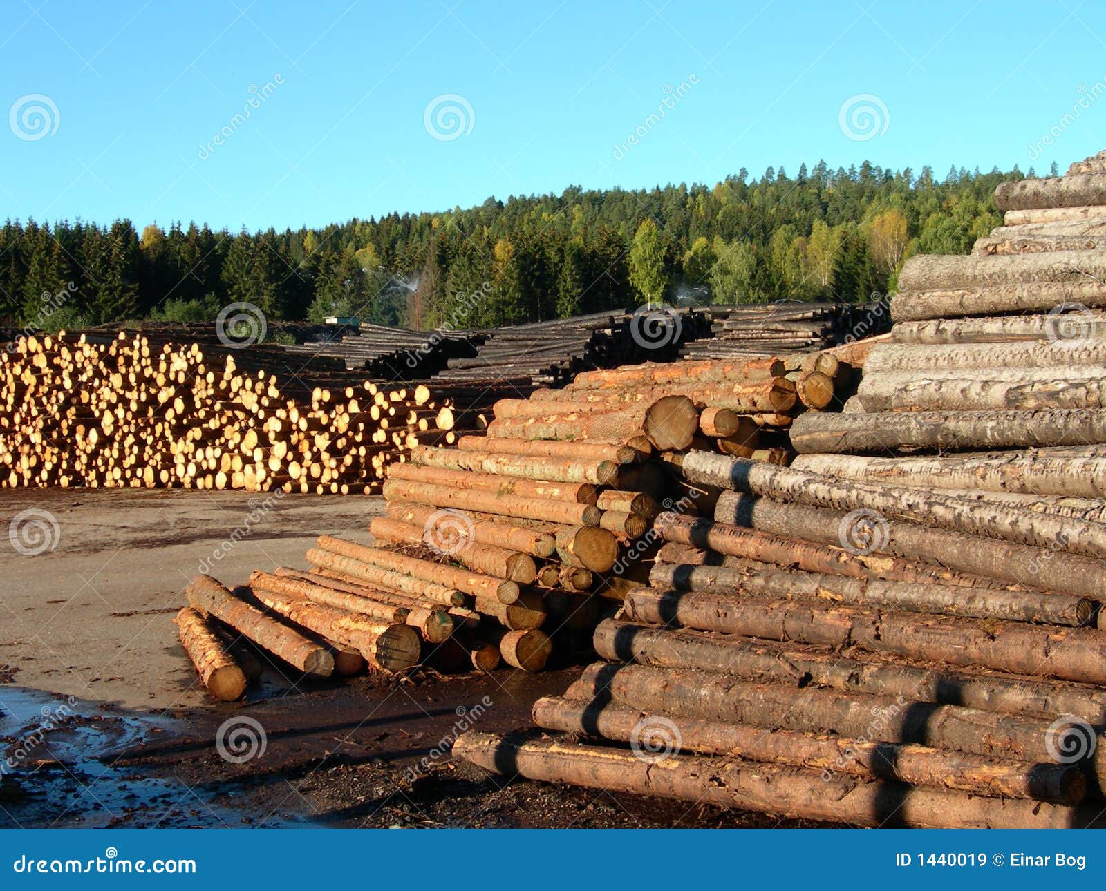 Lumber stock image. Image of nature, natural, logging - 1440019