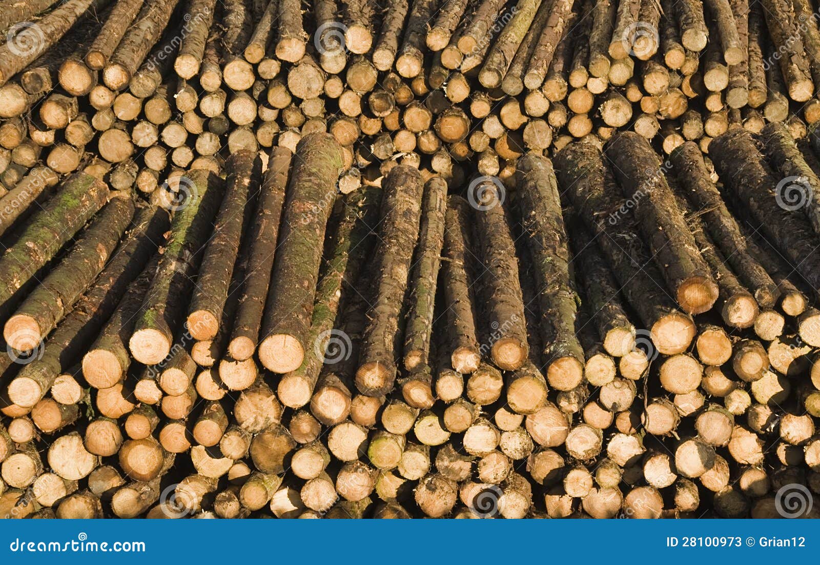 Lumber stock image. Image of logs, yard, trees, industry - 28100973