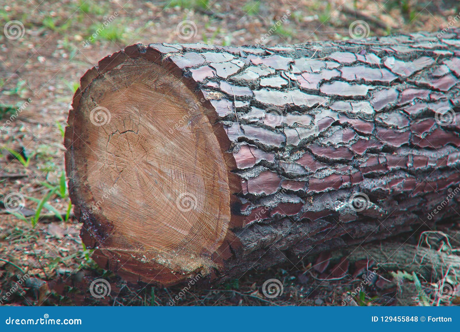 Lumber Closeup. Trunk of a Tree. Chopped Tree. Stock Photo - Image of ...