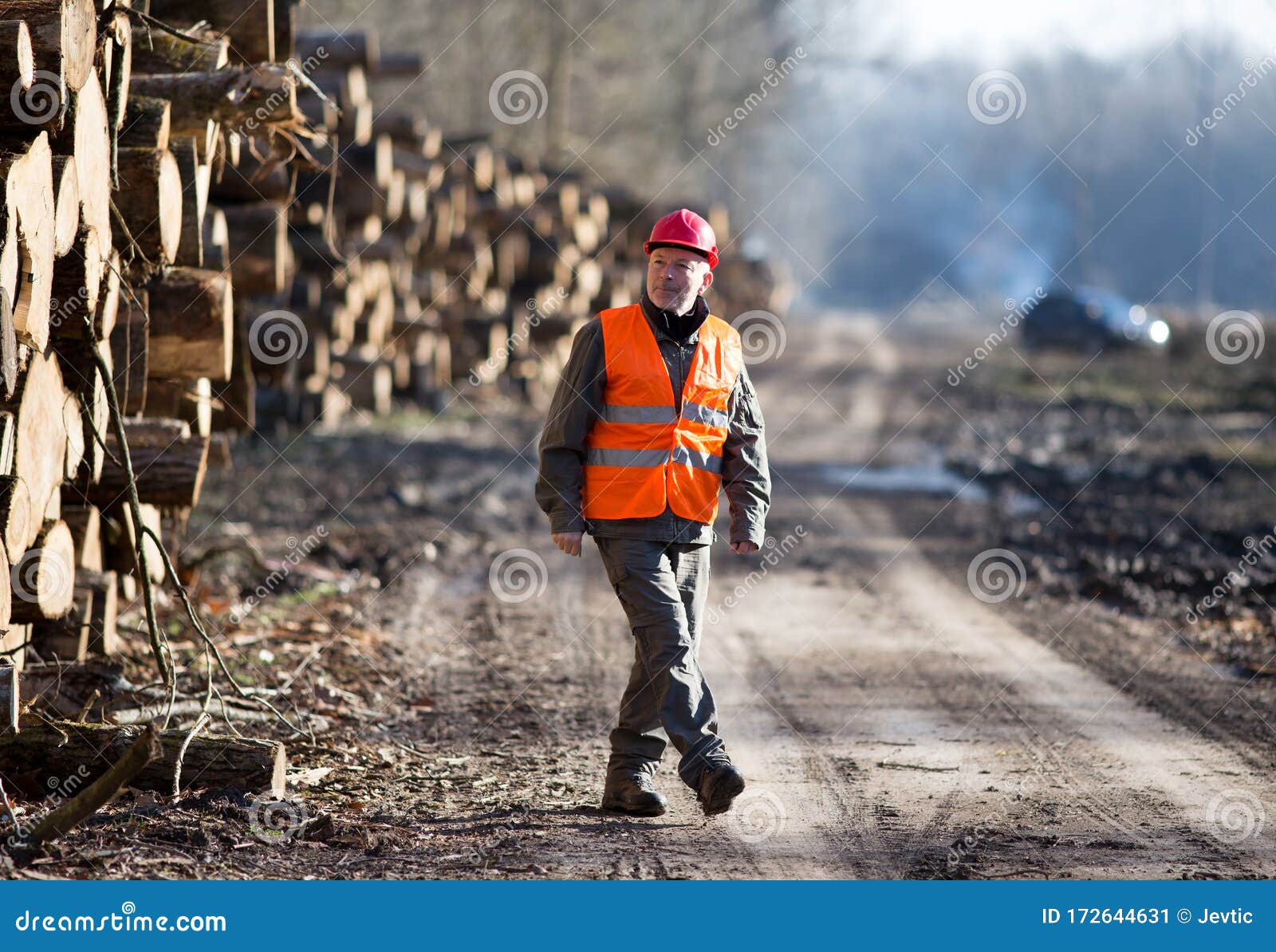 Lumber Engineer beside Tree Trunks Stock Image - Image of engineer ...