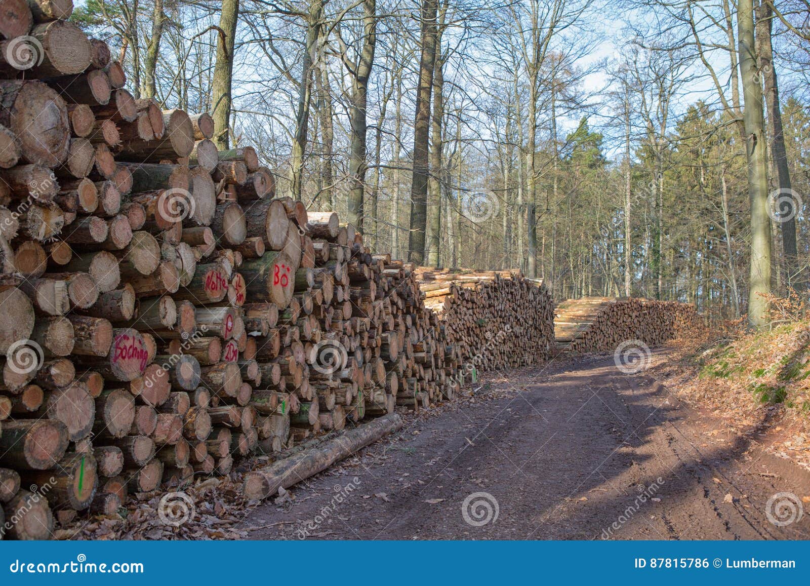 Lumber in Forest stock photo. Image of economy, lumber - 87815786