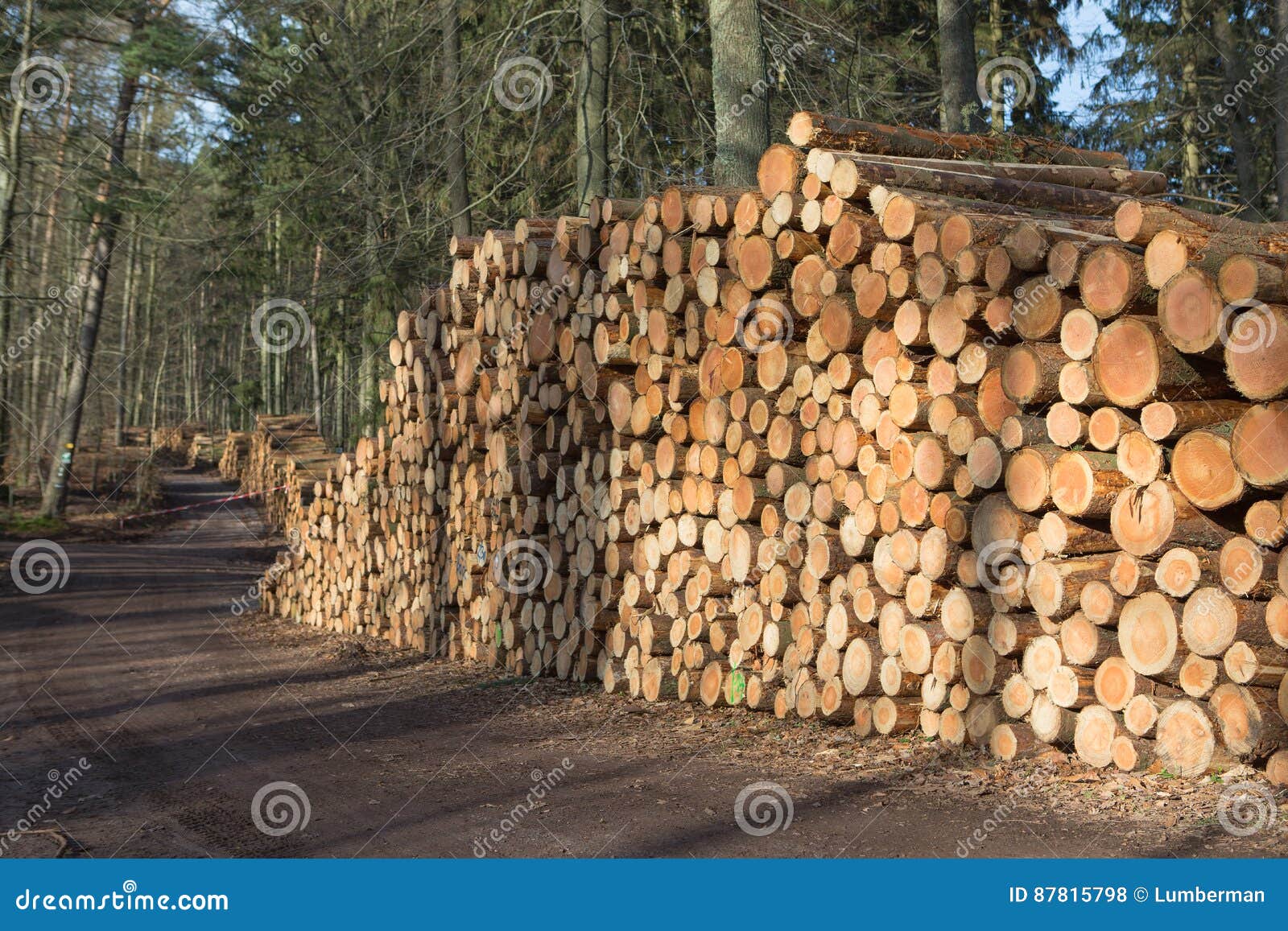 Lumber in Forest stock photo. Image of economy, forestry - 87815798