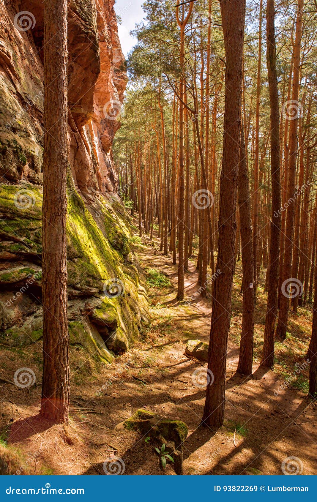 Lumber in Forest stock image. Image of wood, lumberman - 93822269