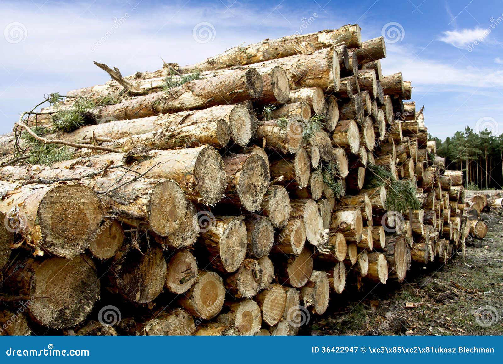 Lumber in the Forest - Wood Stock Image - Image of wood, ecology: 36422947