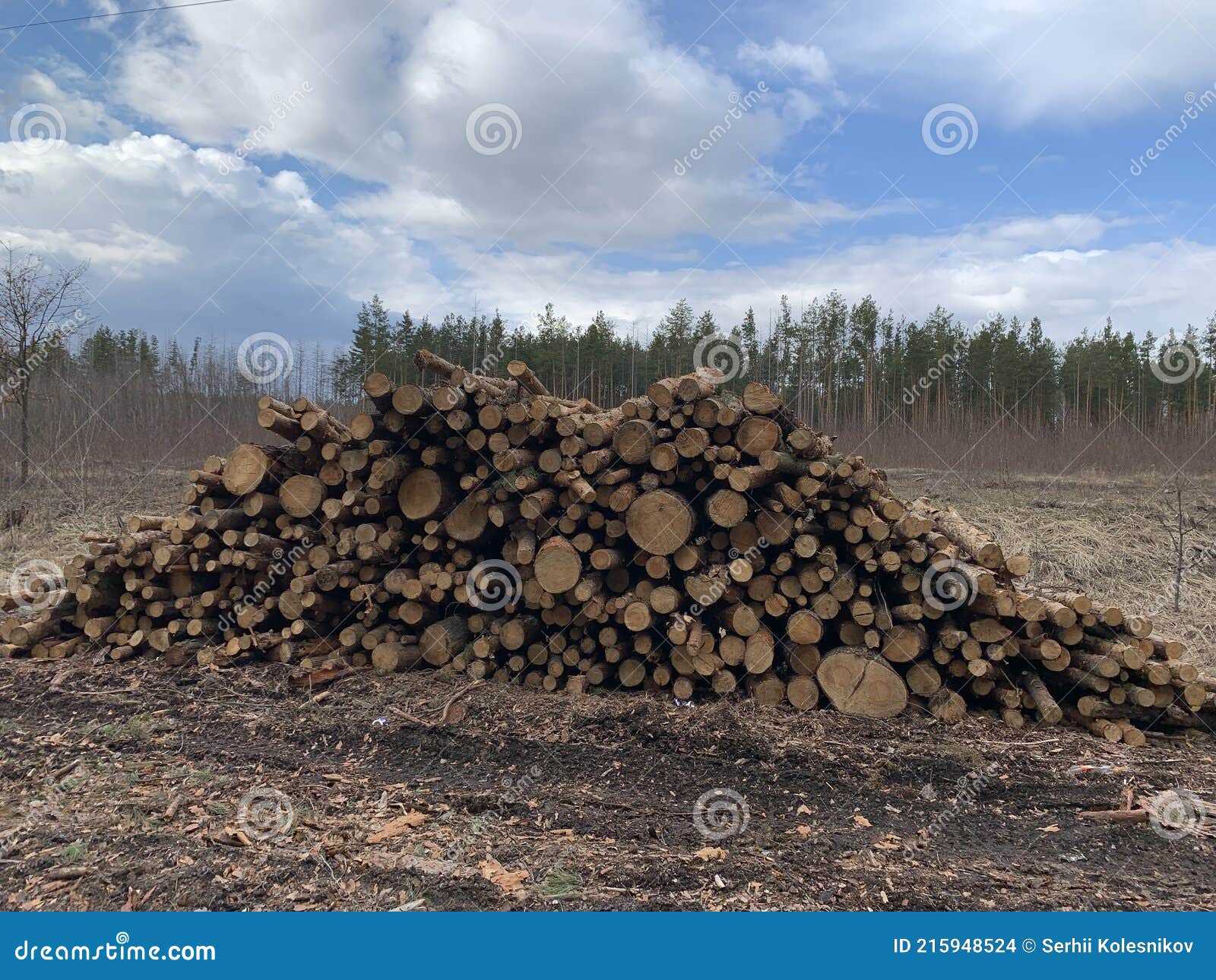 Lumber Harvesting. Large Stack of Firewood for Winter Heating. Round ...