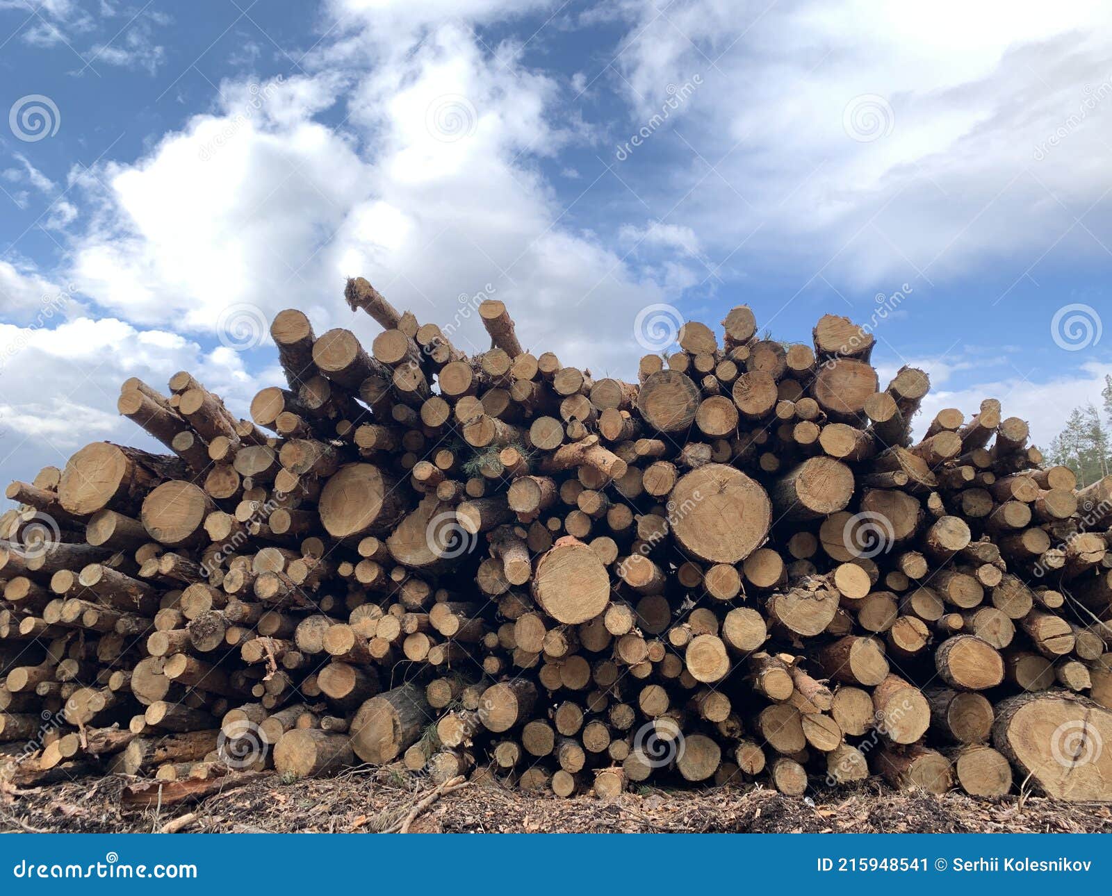 Lumber Harvesting. Large Stack of Firewood for Winter Heating. Round ...