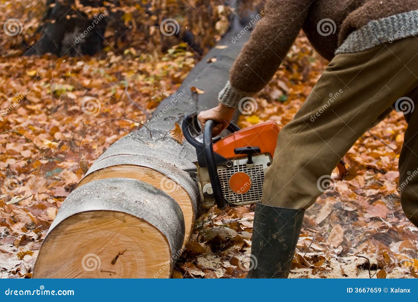 Lumber jack with chainsaw stock image. Image of lumber - 3667659