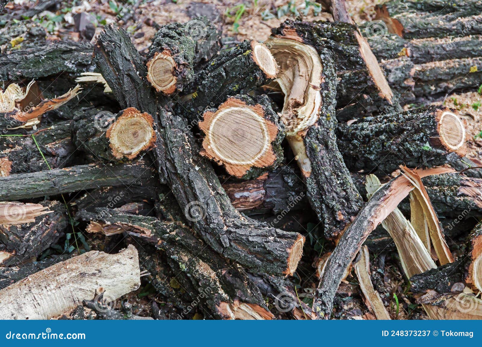 Lumber. Sawn acacia logs stock image. Image of logs - 248373237