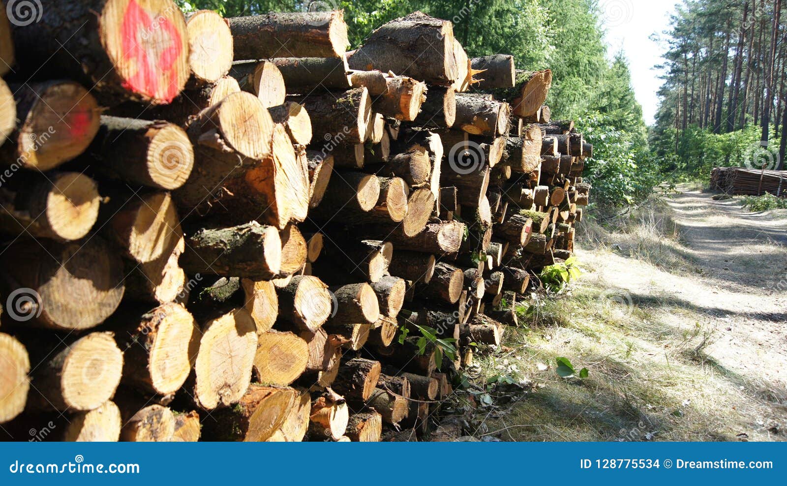 Lumber Pile on the Forest Roadside. Stock Photo - Image of road, forest ...