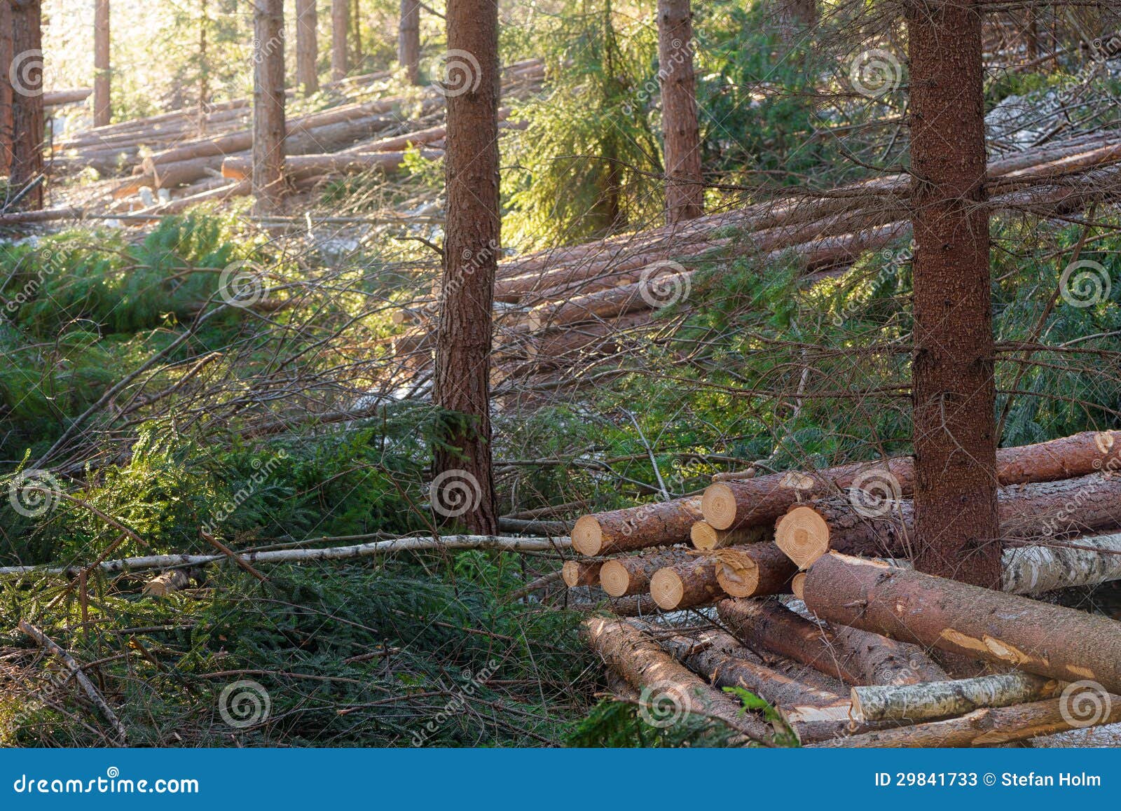 Lumber stacks stock image. Image of rural, forested, outdoors - 29841733
