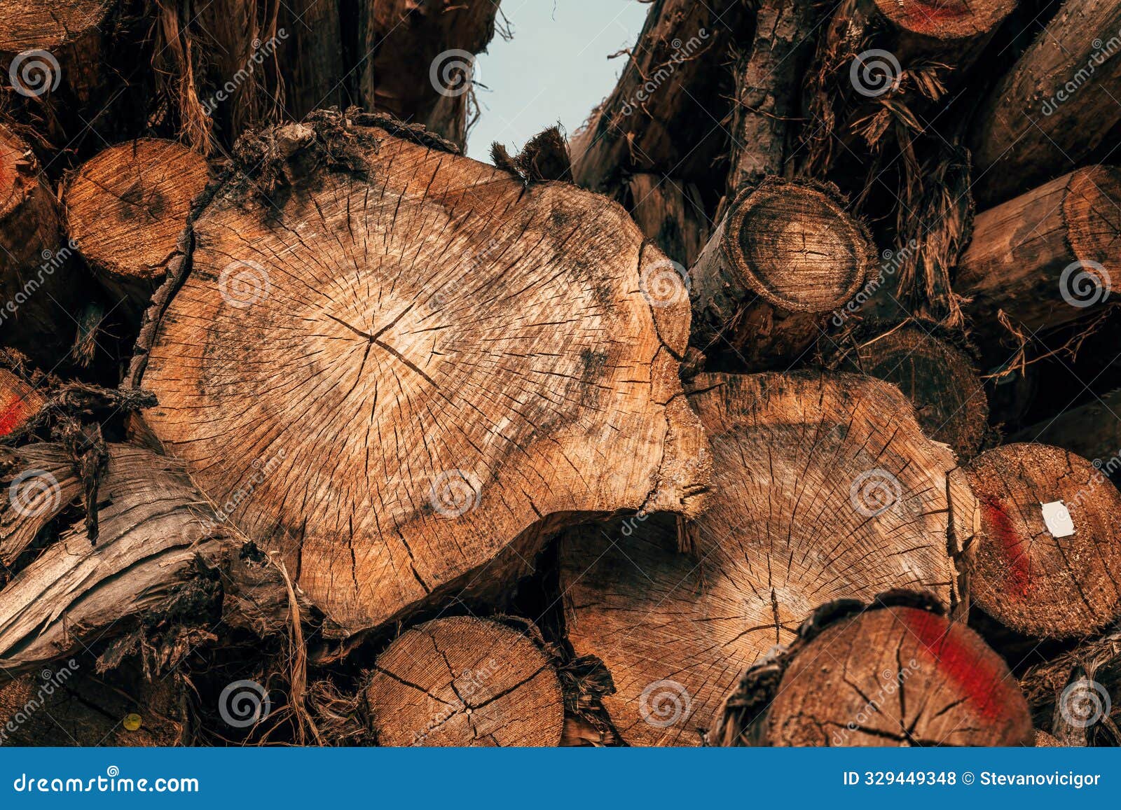 Lumber and Timber Wood Industry, Cut Down Fallen Tree Trunks Stacked ...
