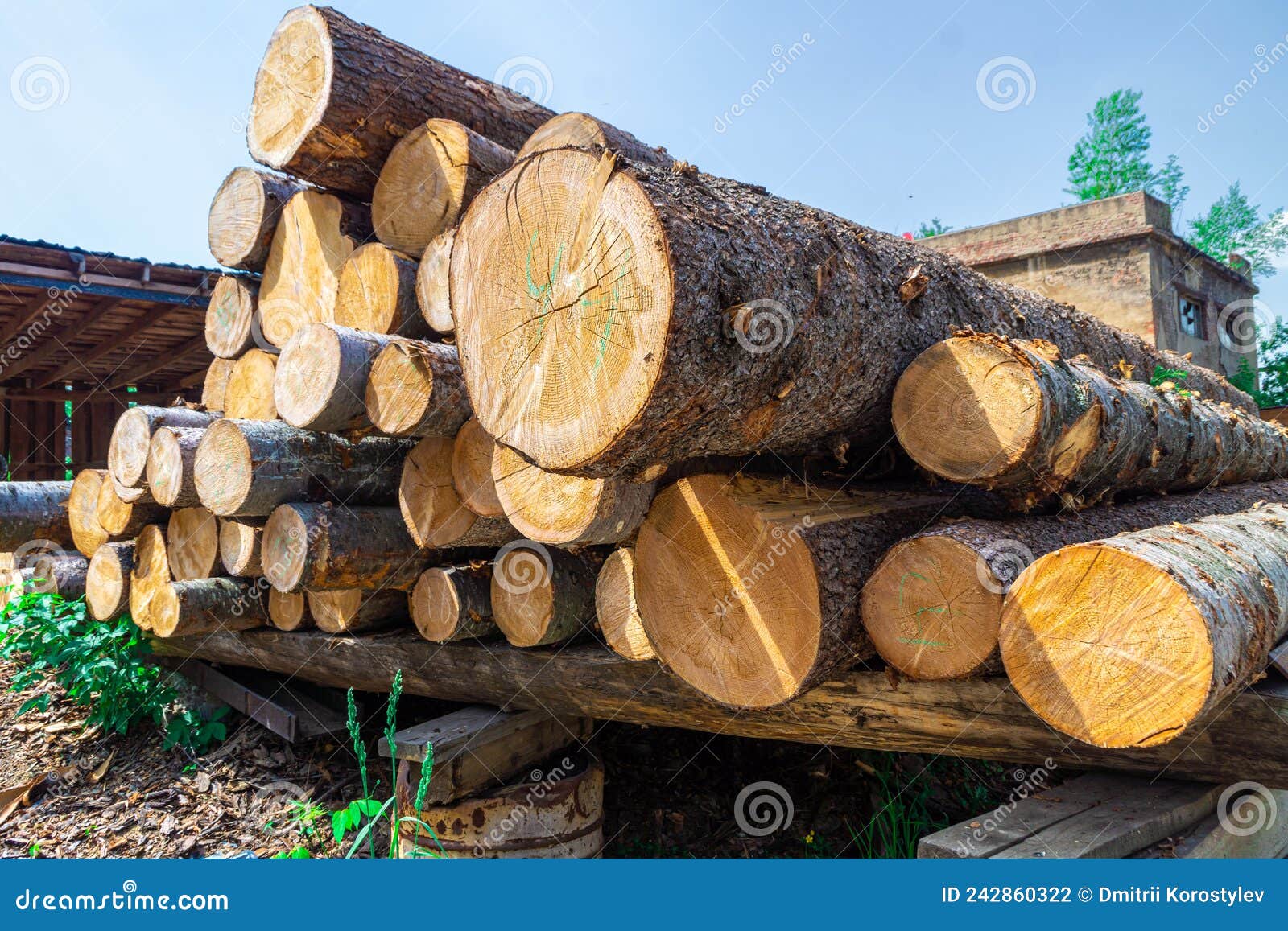 Lumber Warehouse - Logs with Bark, Prepared for Sawing into Boards and ...