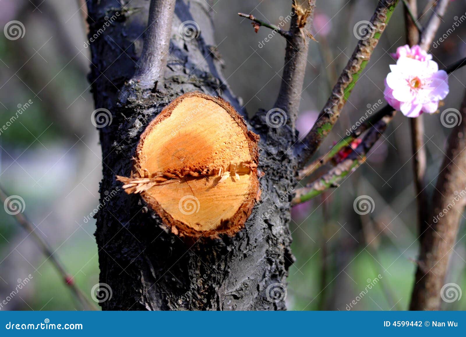 The Lumbered Plum Tree Picture. Image: 4599442