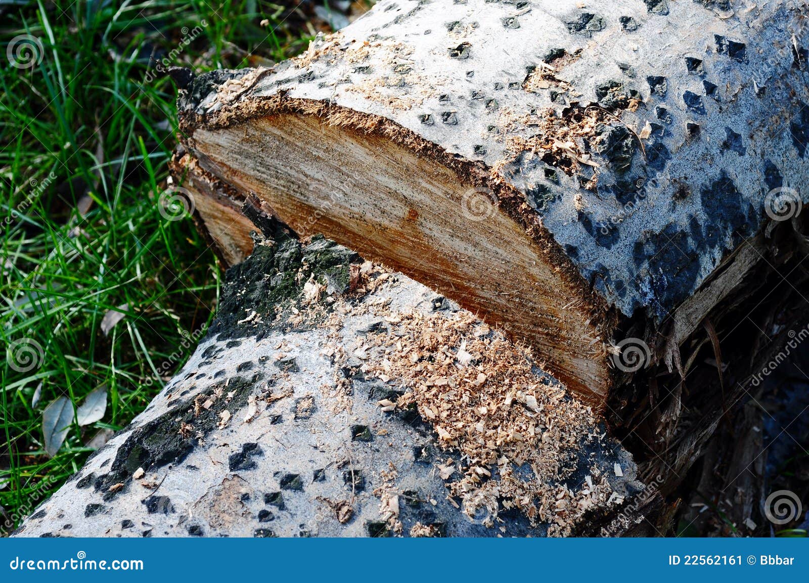 Lumbered wood stock image. Image of stack, brown, industry - 22562161