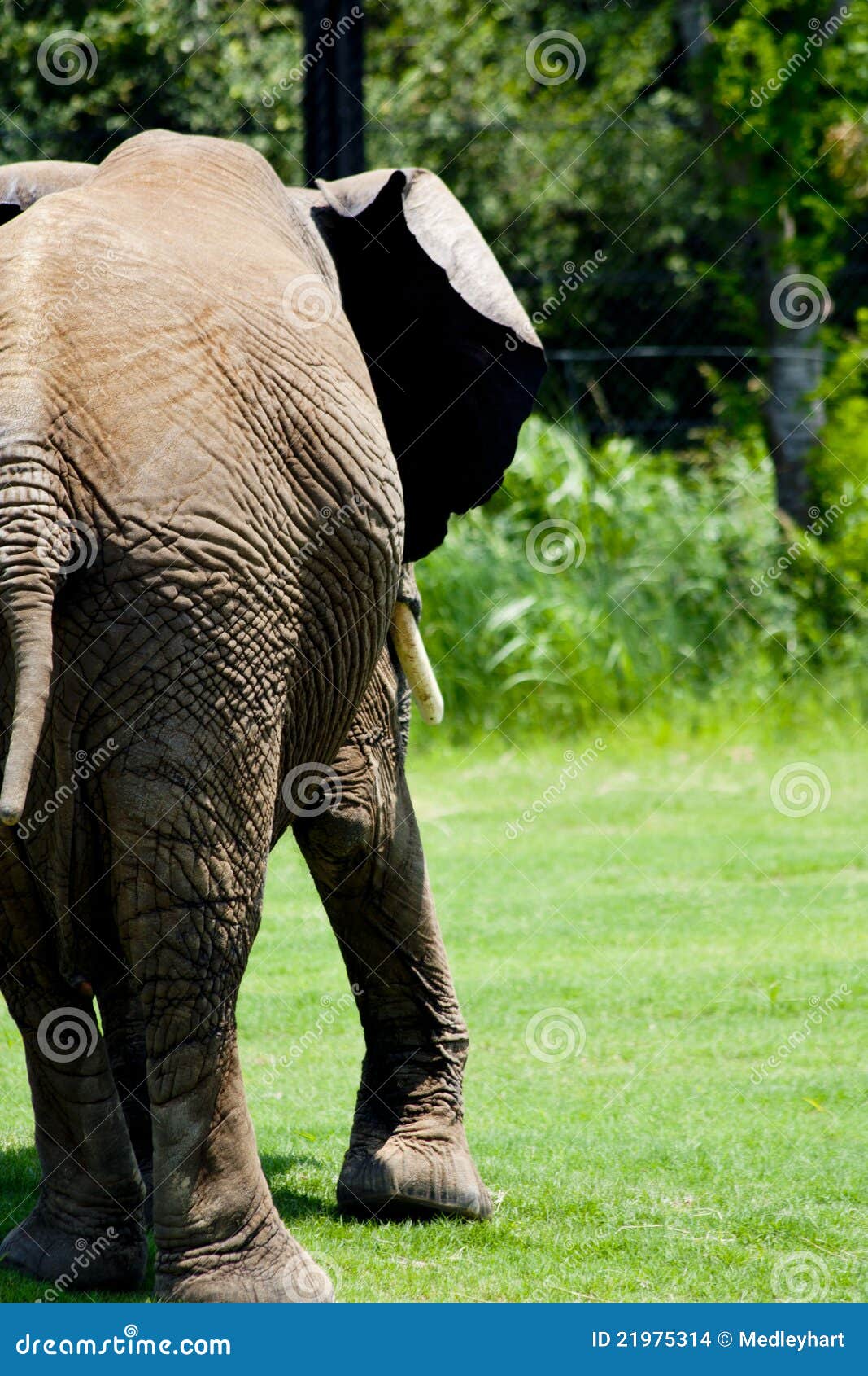 Lumbering Away Elephant stock photo. Image of wildlife - 21975314