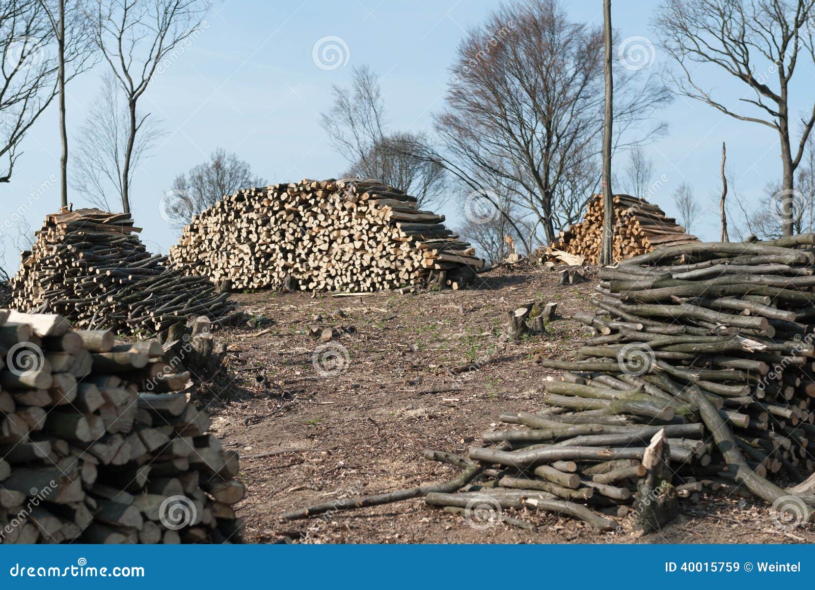 Lumbering stock image. Image of pine, stack, environment - 40015759