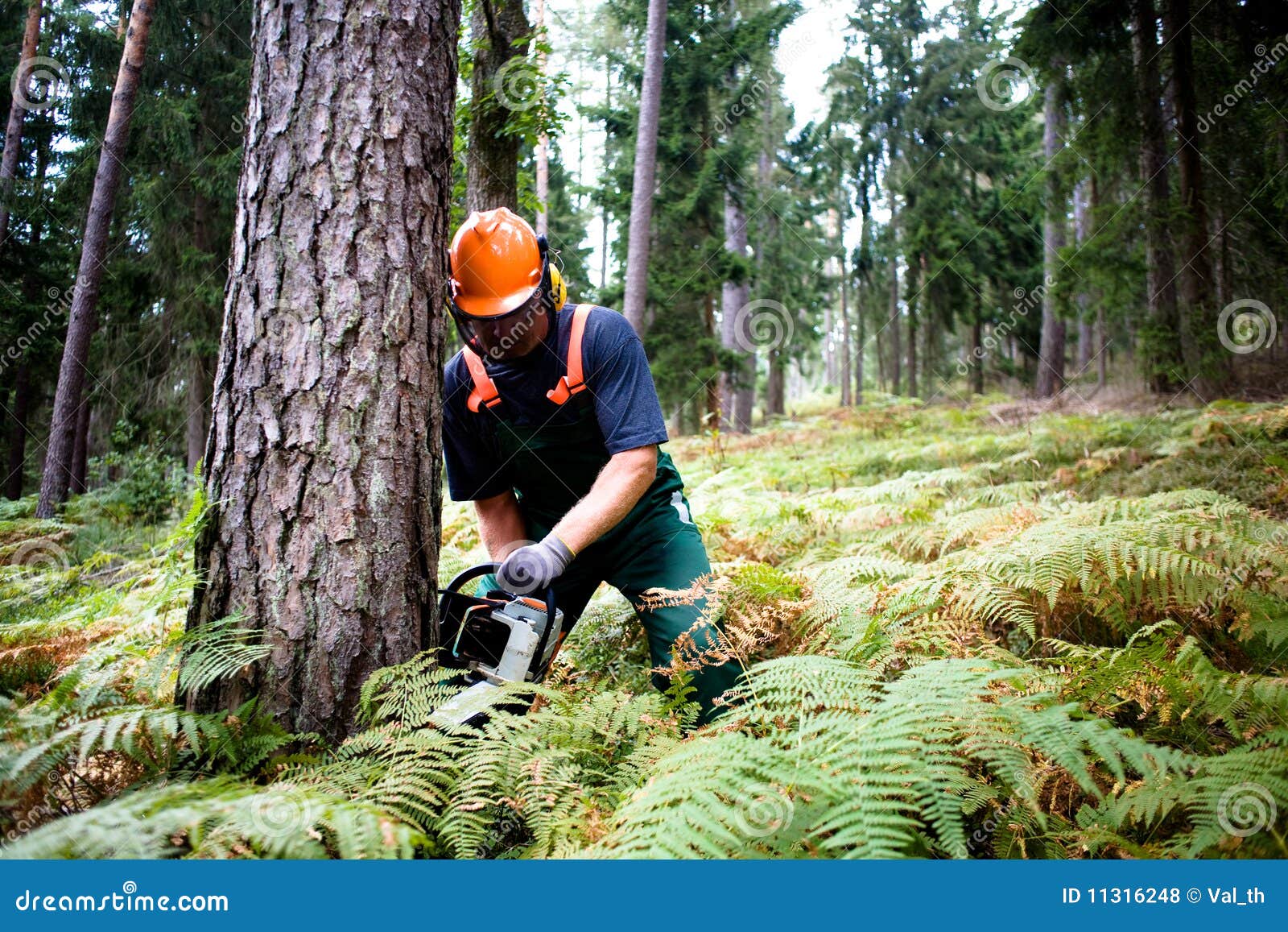 Lumberjack stock photo. Image of woods, male, chainsaw - 11316248