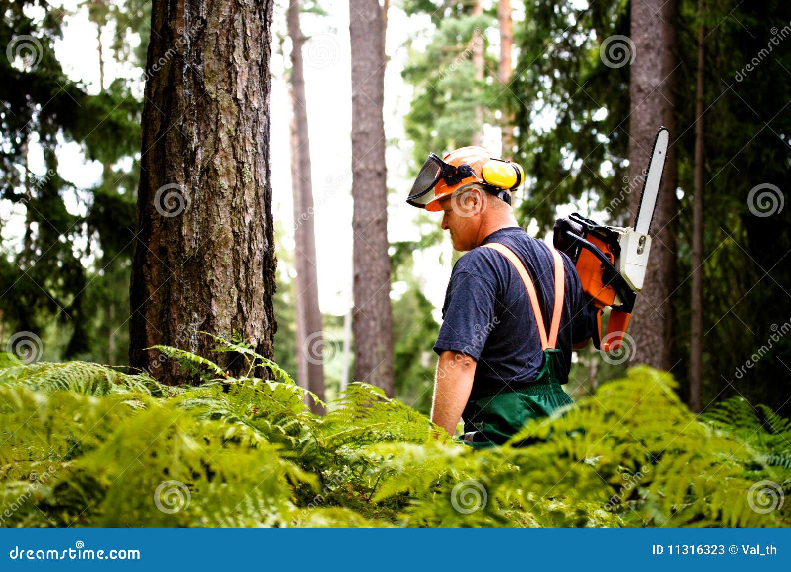 Lumberjack stock image. Image of worker, timber, cutting - 11316323