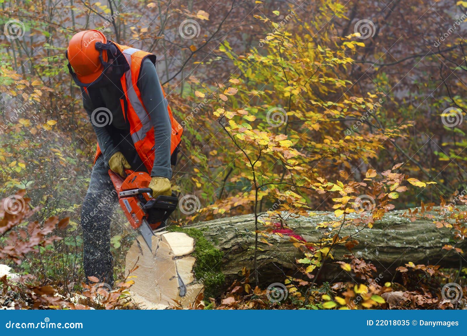 Lumberjack stock image. Image of wooden, timber, working - 22018035