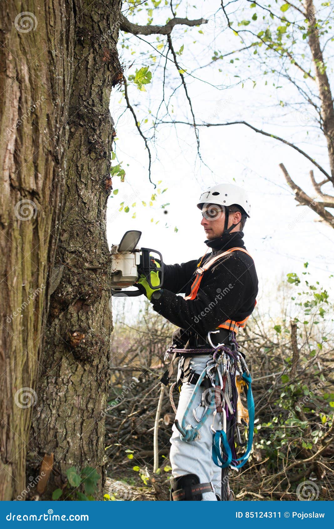 Lumberjack with Chainsaw and Harness Pruning a Tree. Stock Image ...