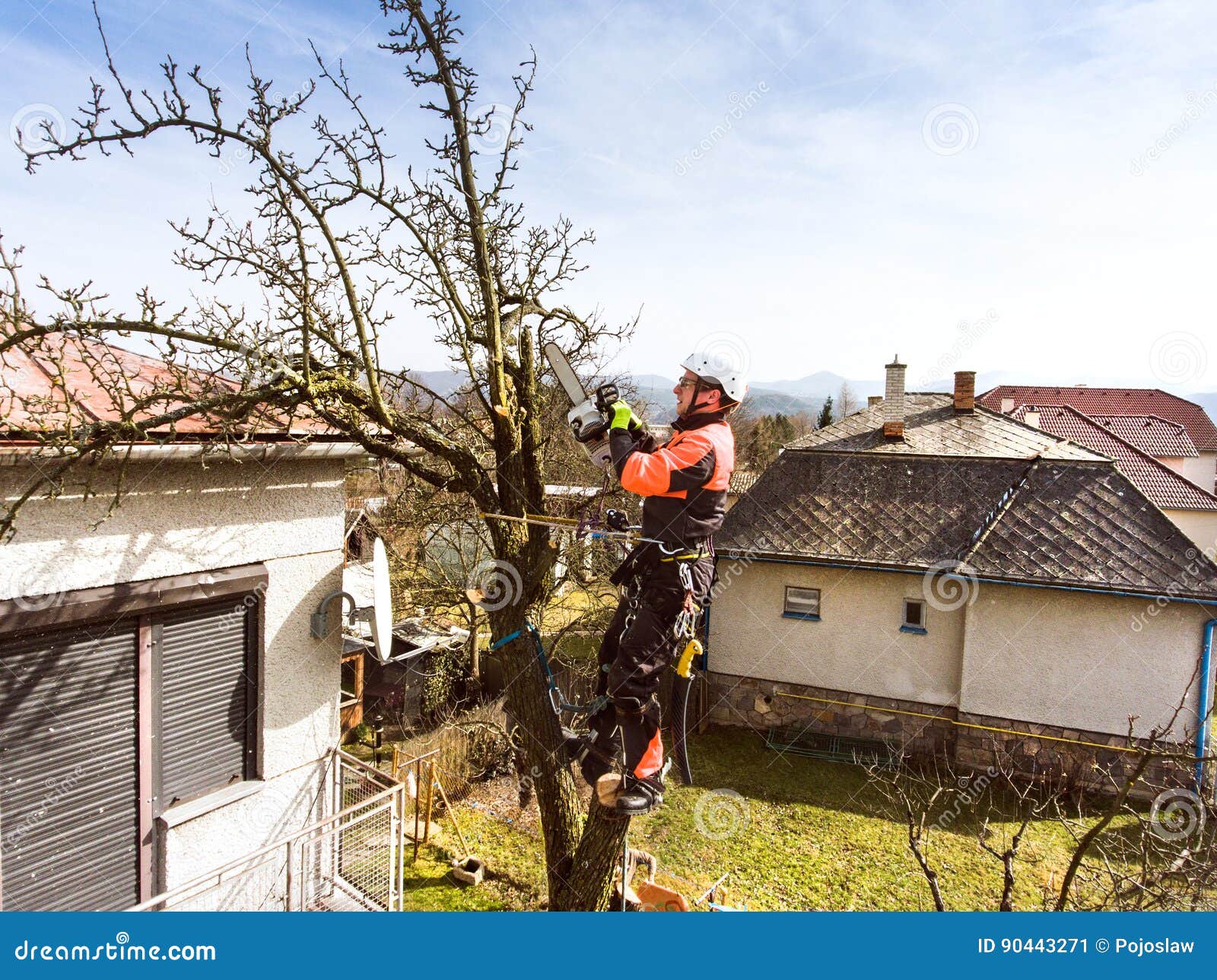 Lumberjack with Chainsaw and Harness Pruning a Tree. Stock Image ...