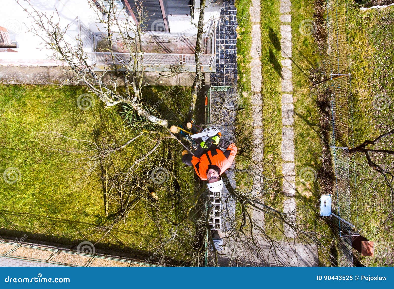 Lumberjack with Chainsaw and Harness Pruning a Tree. Stock Image ...