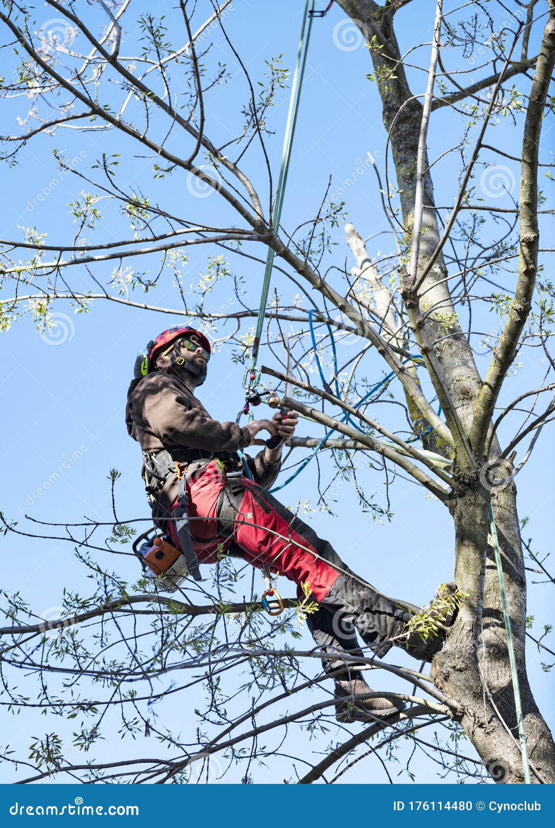 Pruning a tree stock photo. Image of chainsaw, equipment - 176114480