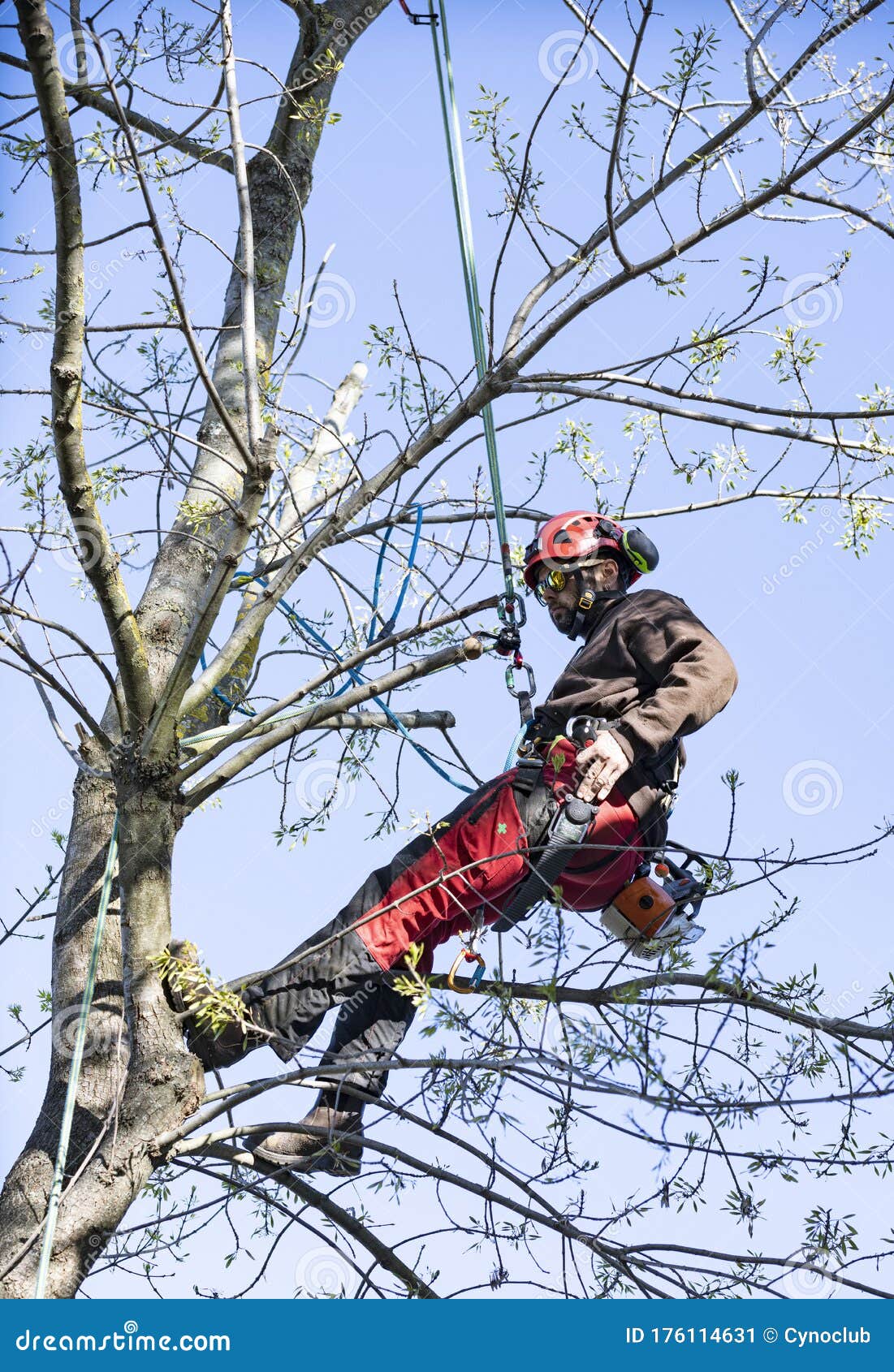 Pruning a tree stock image. Image of forest, branch - 176114631