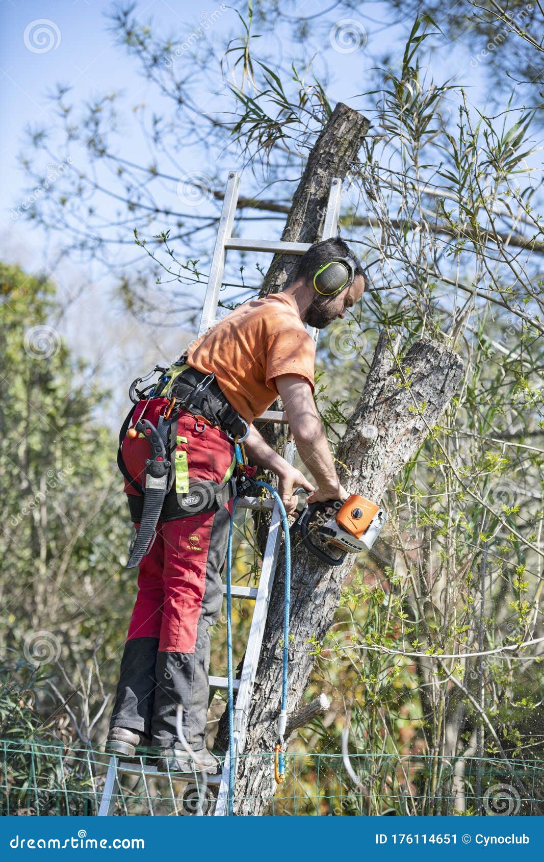 Pruning a tree stock image. Image of environment, harness - 176114651